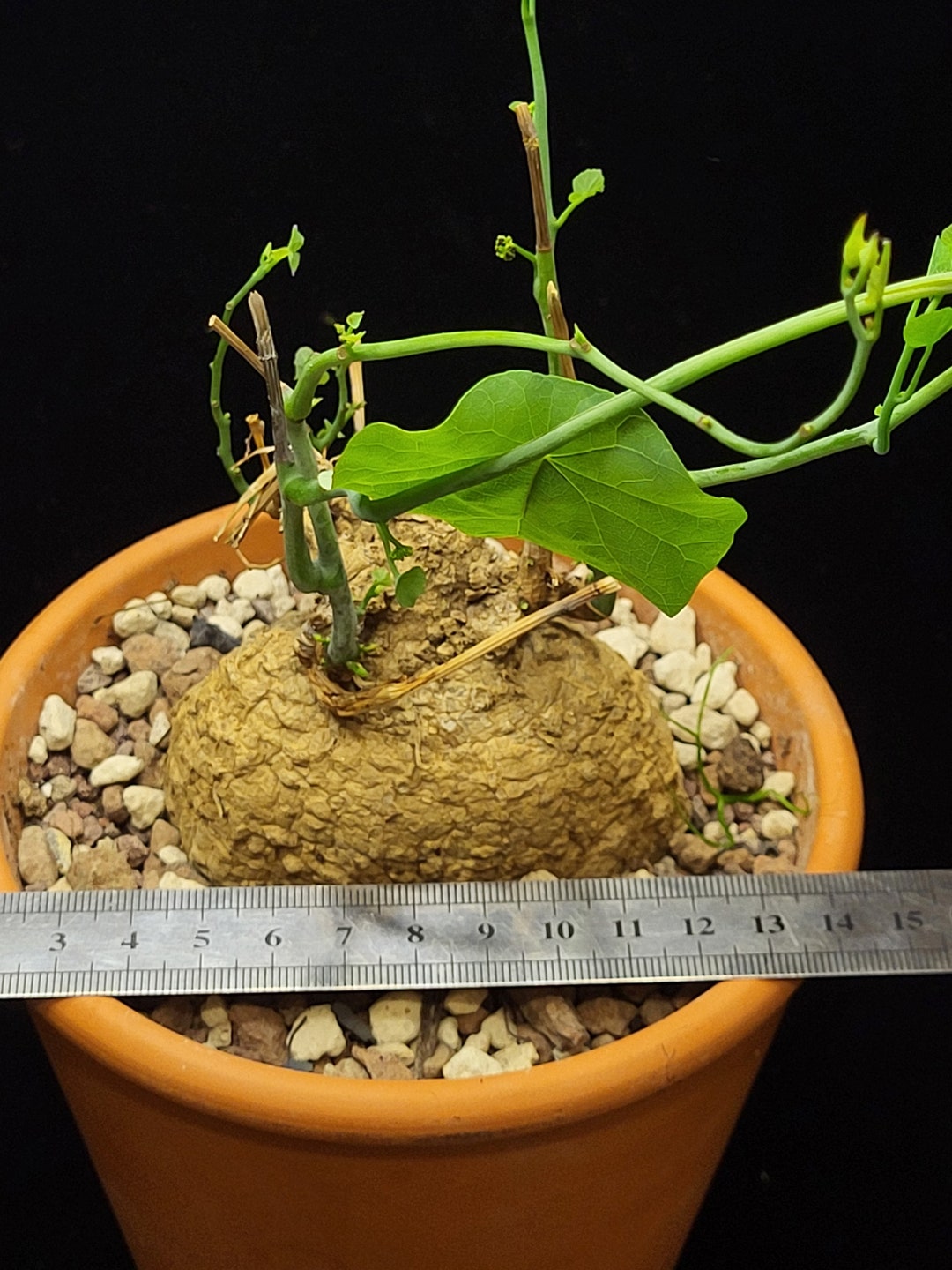 Stephania Erecta Pot 13.5cm Caudex 8cm - Etsy UK