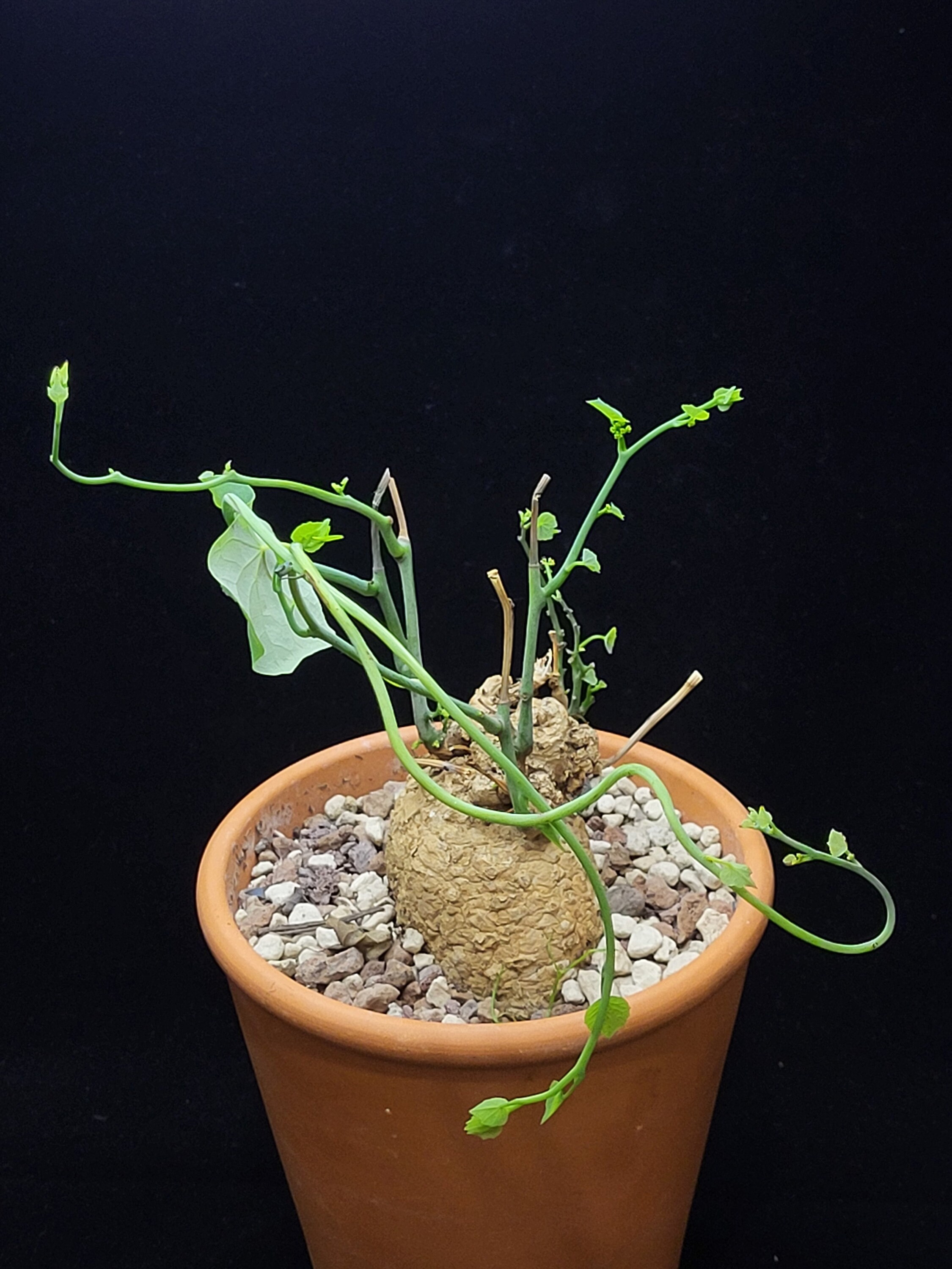 Stephania Erecta Pot 13.5cm Caudex 8cm - Etsy UK