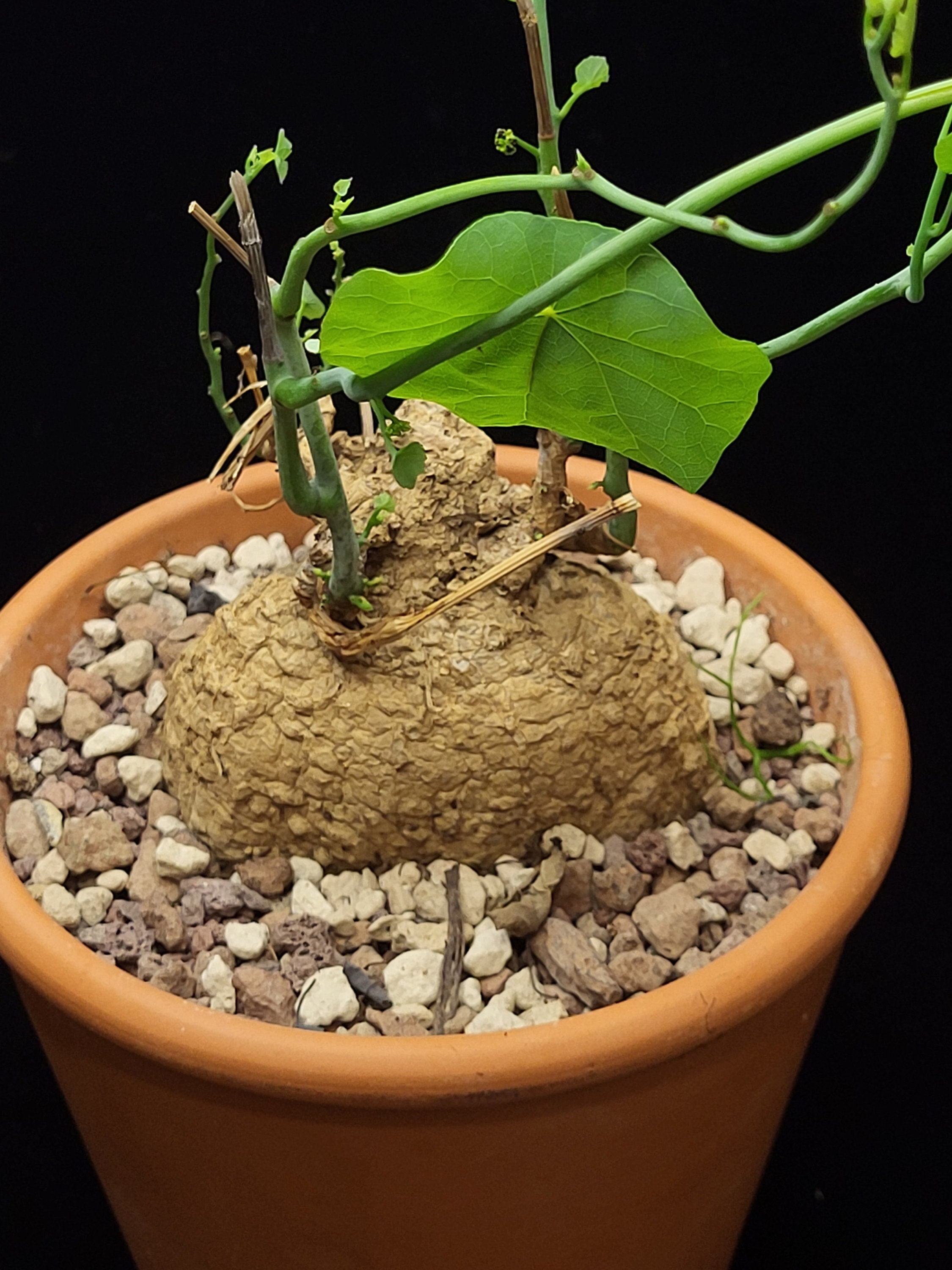 Stephania Erecta Pot 13.5cm Caudex 8cm - Etsy UK