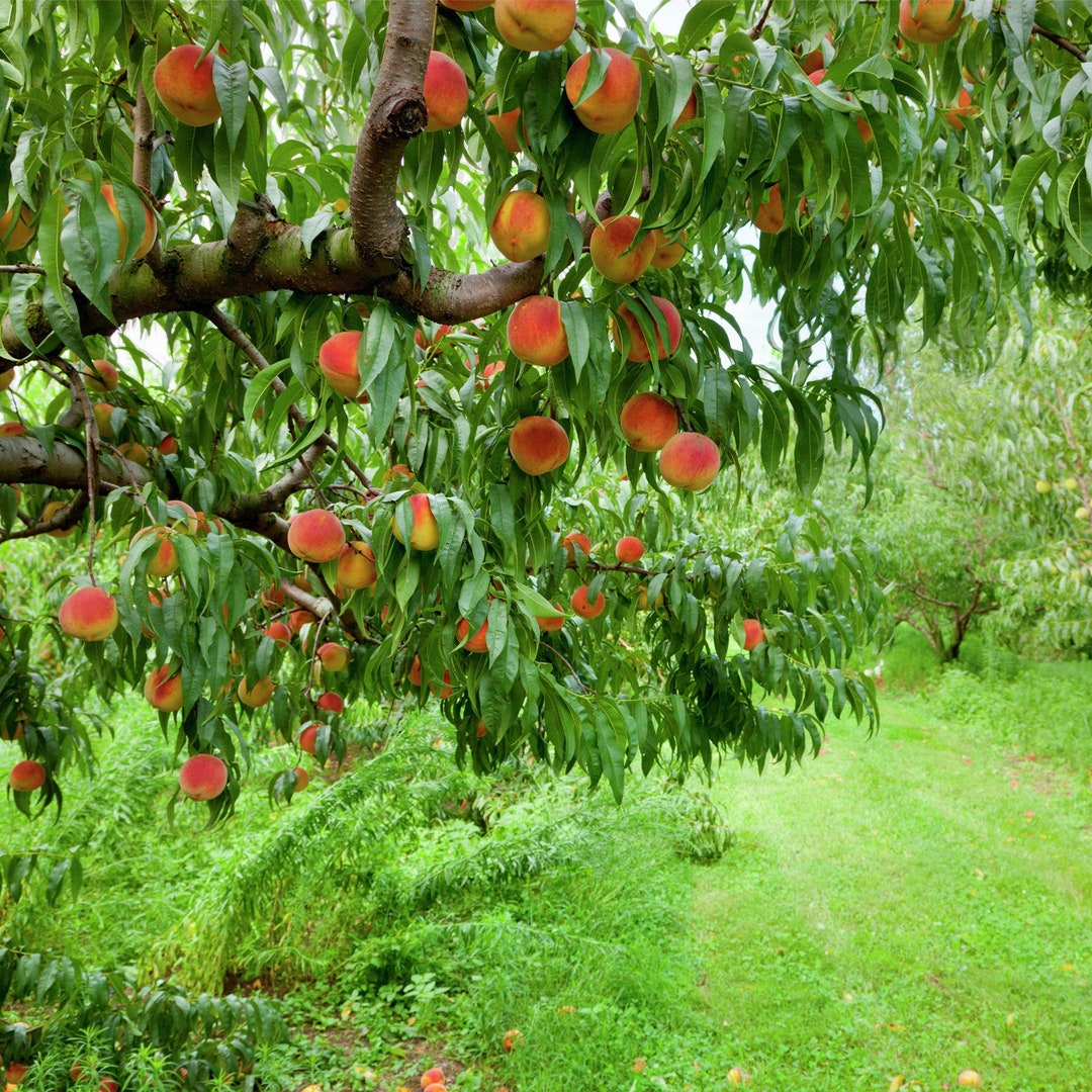 Peach Tree - Unrooted Cuttings - Etsy