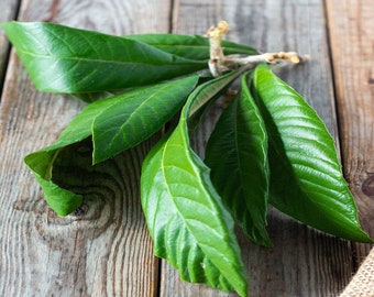 LOQUAT TREE Leaves 30 Eriobotrya Japonica Fresh Organic for Tea or ...
