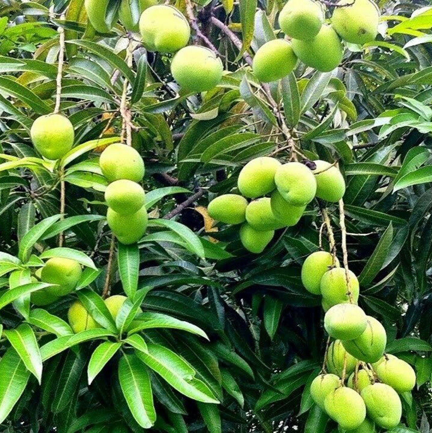 Champagne Mango Tree