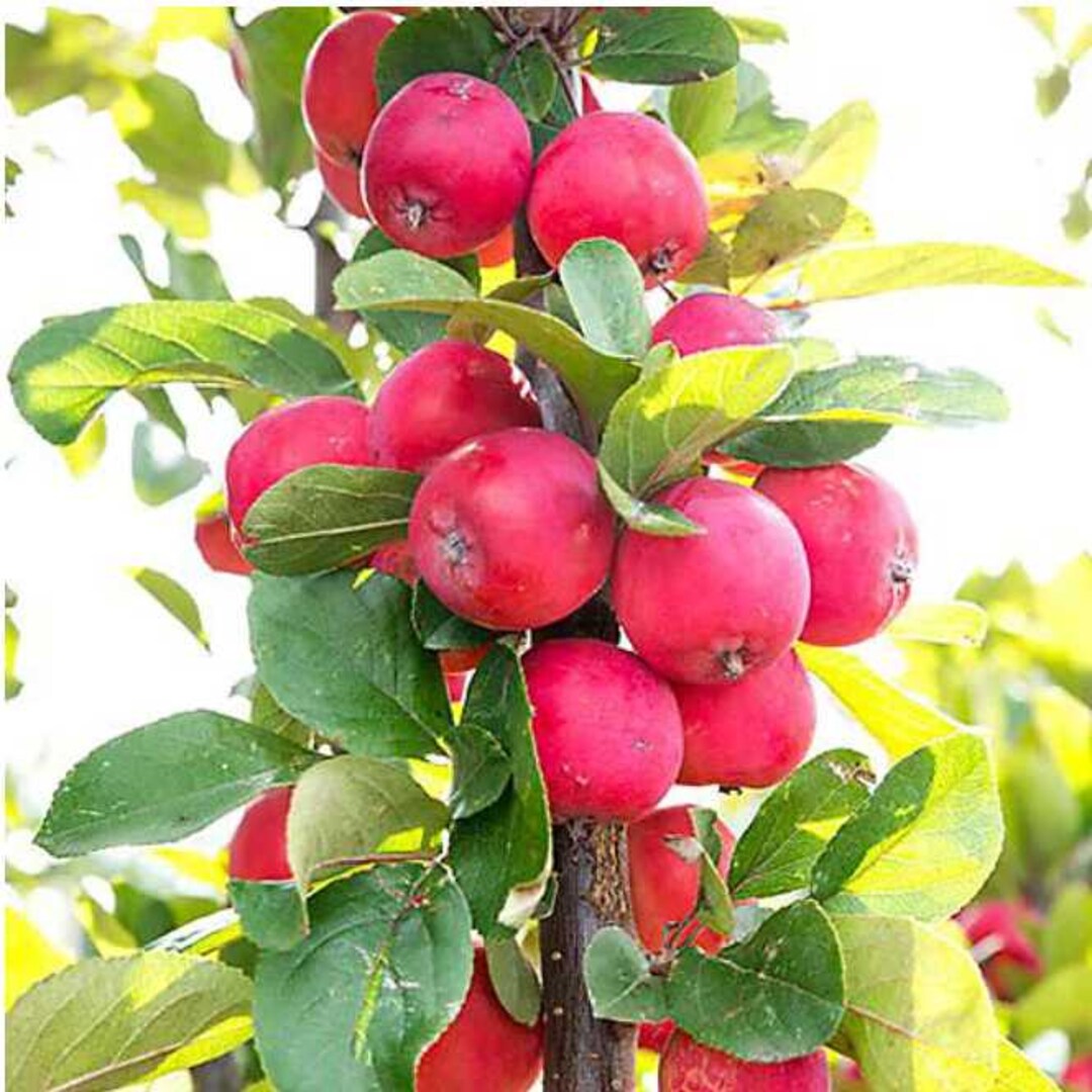 Sweet Mini Apple Tree Unrooted Cuttings - Etsy