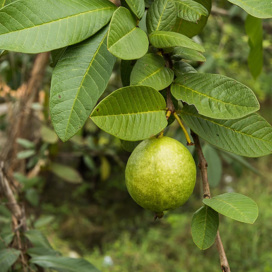 Rare Jumbo Guava Plant - Etsy