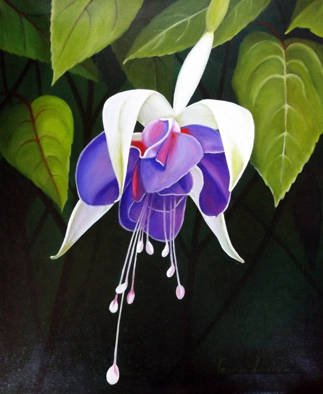 Picture of "fuchsias", Original Oil Painting on Canvas, Size 40 х 50 Cm ...
