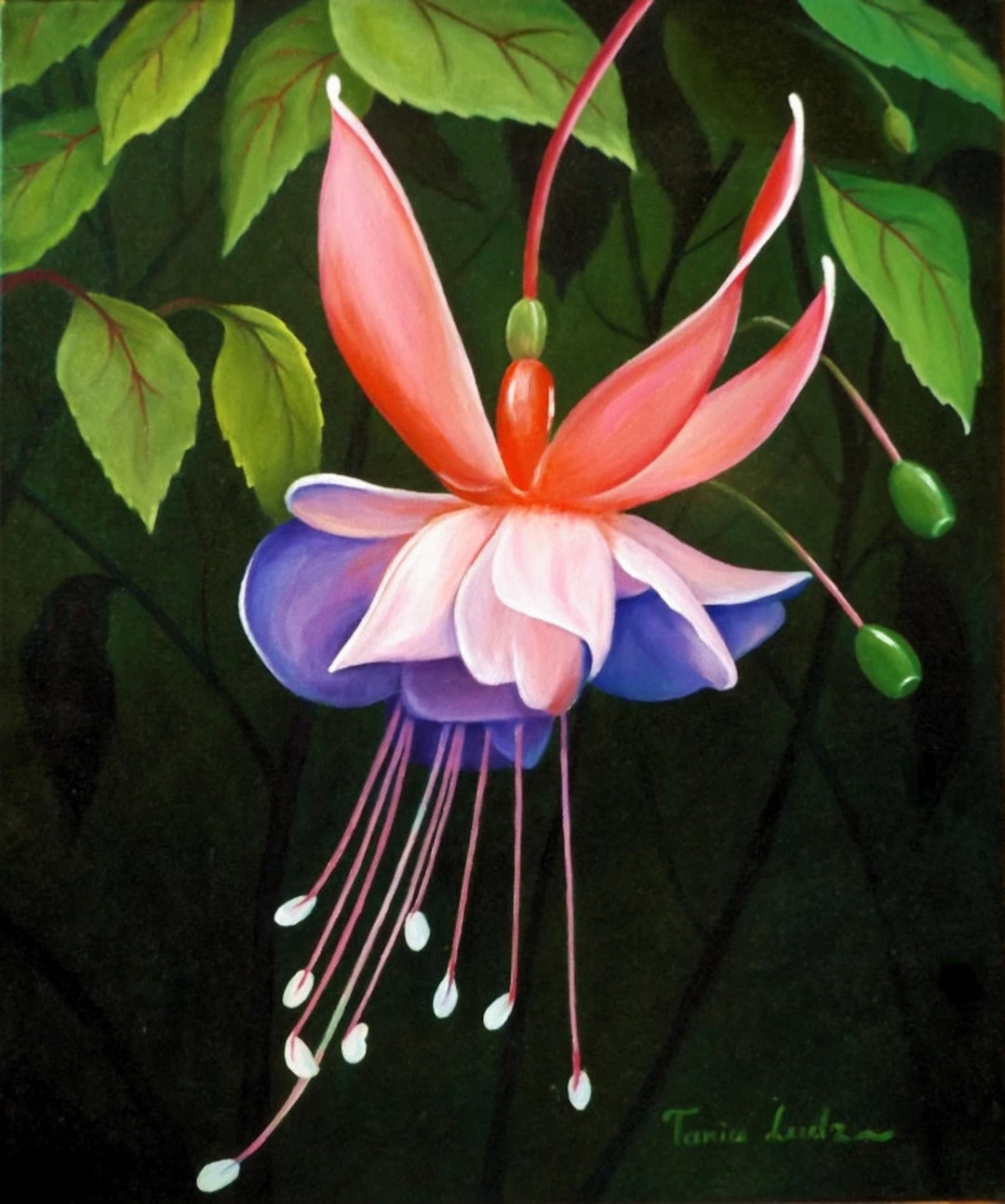 Picture of "fuchsias", Original Oil Painting on Canvas, Size 40 х 50 Cm ...