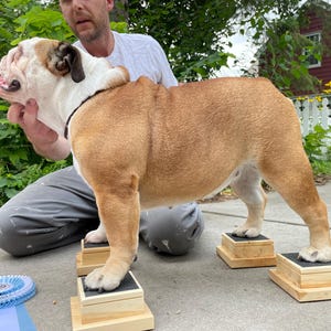 Dog Training Stacking Blocks Set of Four - Etsy