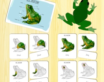 Mini Science: Learning Frog Anatomy, Animal Anatomy, Anatomy of a Frog ...