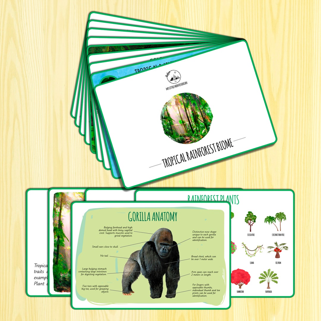 Tropical Rainforest Biome Pack - Etsy