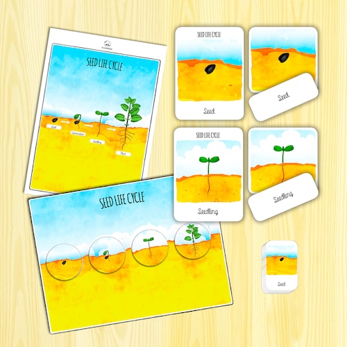 Life Cycle of an Apple Tree Foldable Activity for Kids - Etsy