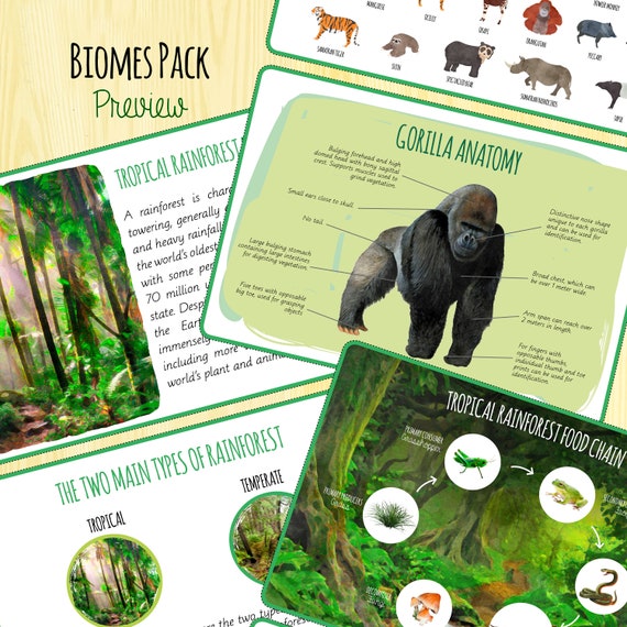 Tropical Rainforest Biome Animals