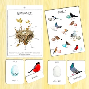 Nests and Eggs - Etsy