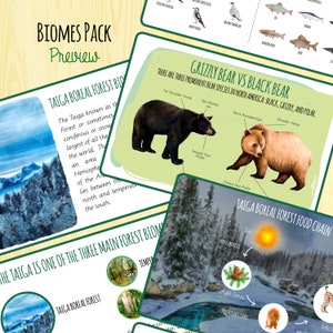 Taiga (boreal Forest) Biome Pack - Etsy