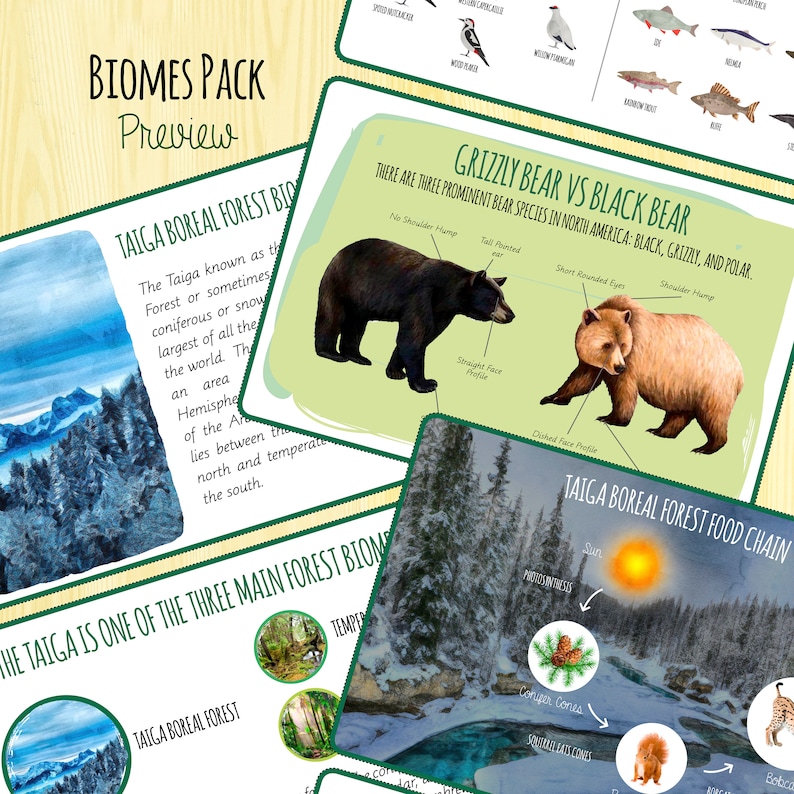 Taiga boreal Forest Biome Pack - Etsy