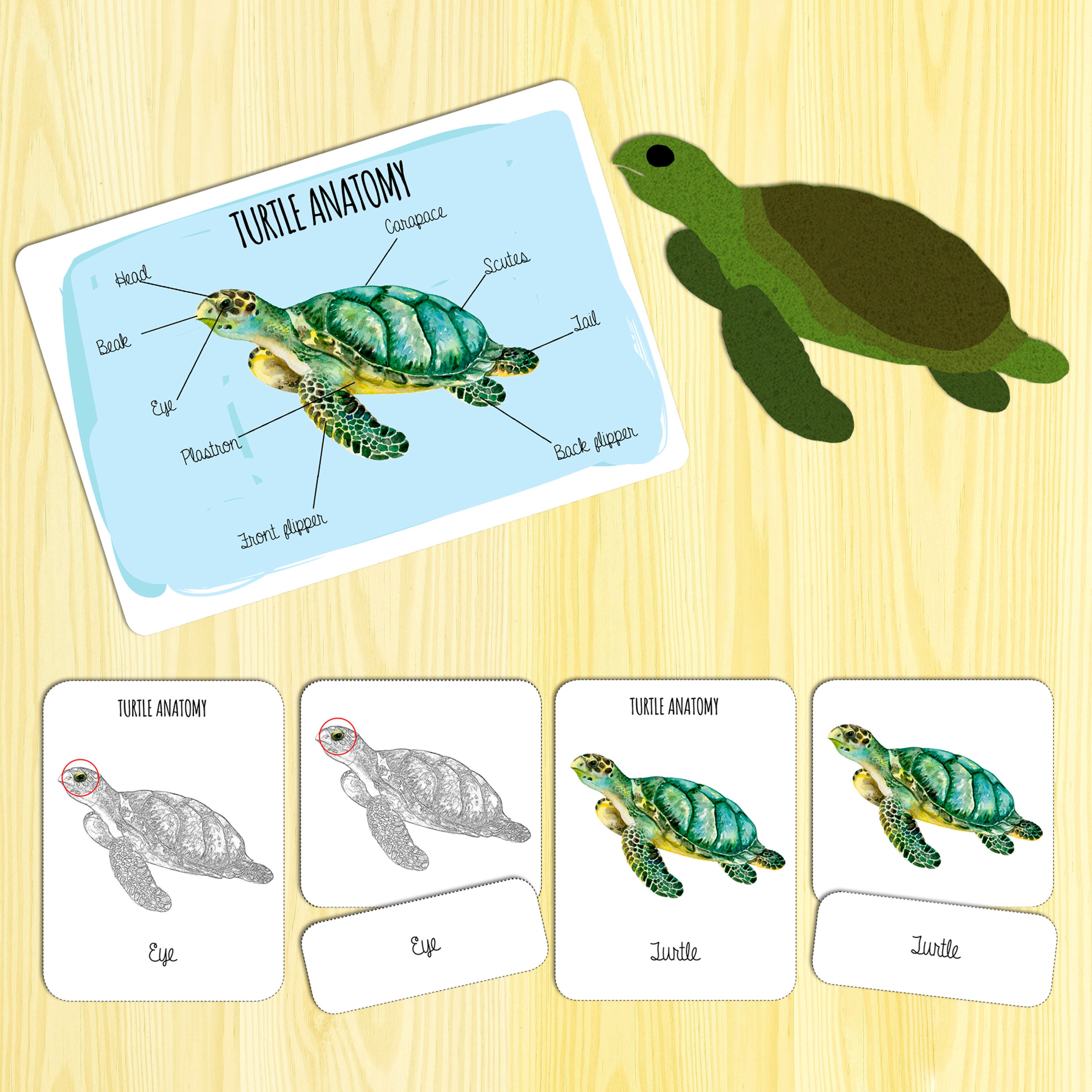 Turtle Anatomy - Etsy