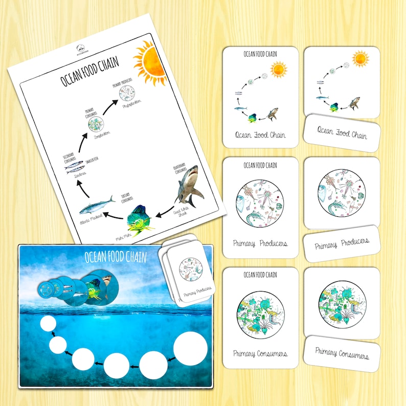 Ocean Food Chain - Etsy