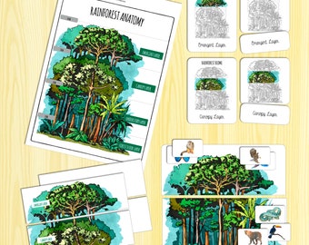 Layers of a Rainforest Wooden Puzzle - Amazon Rainforest Anatomy ...