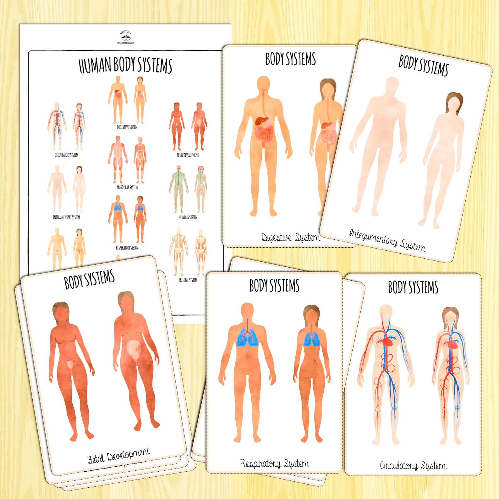Body Systems - Etsy