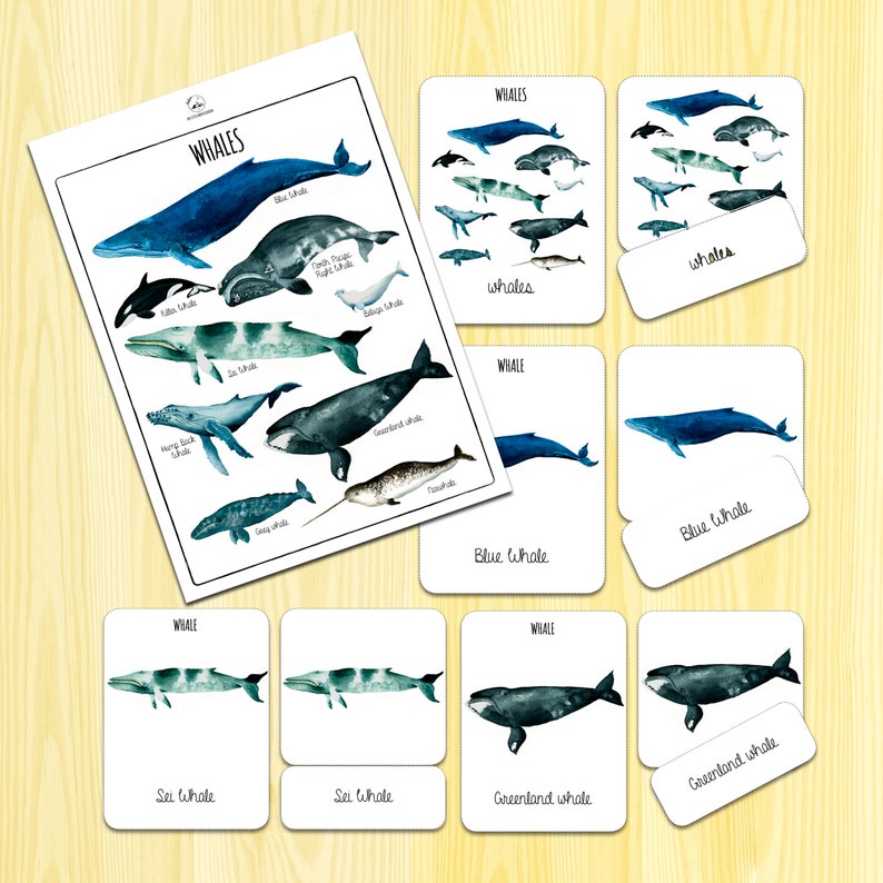 Whales - Etsy