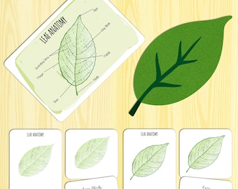 Parts of a Leaf Montessori Botany Nomenclature Cards Leaf Labeled ...