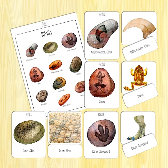 Dinosaur Fossil Pictures And Names