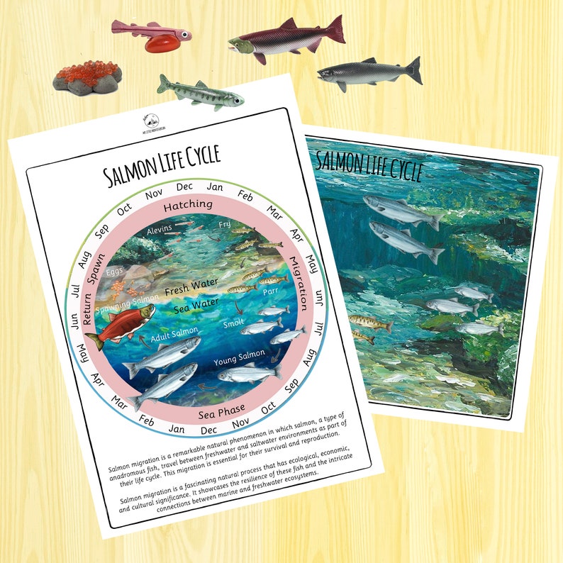 Salmon Life Cycle - Etsy