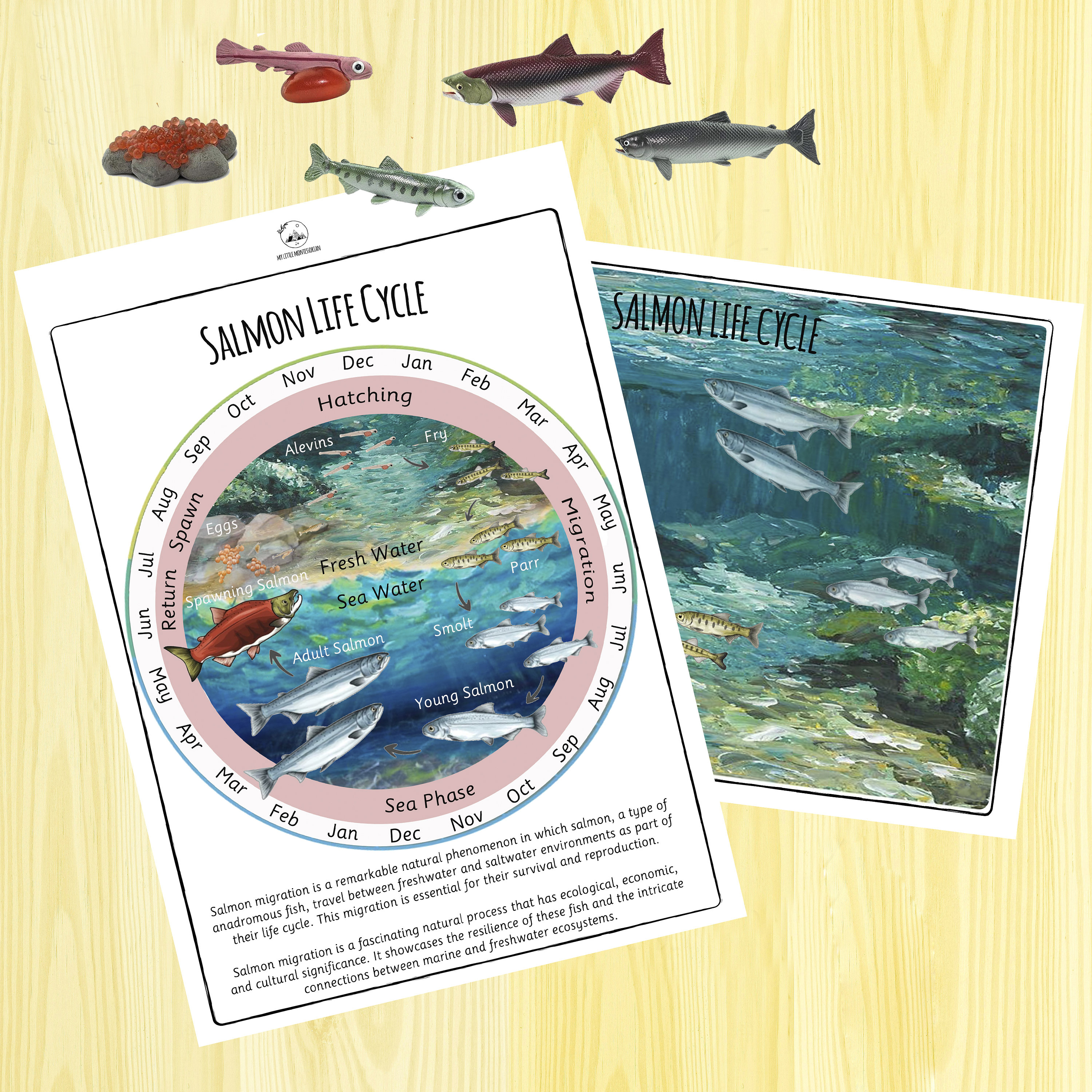 Salmon Life Cycle - Etsy