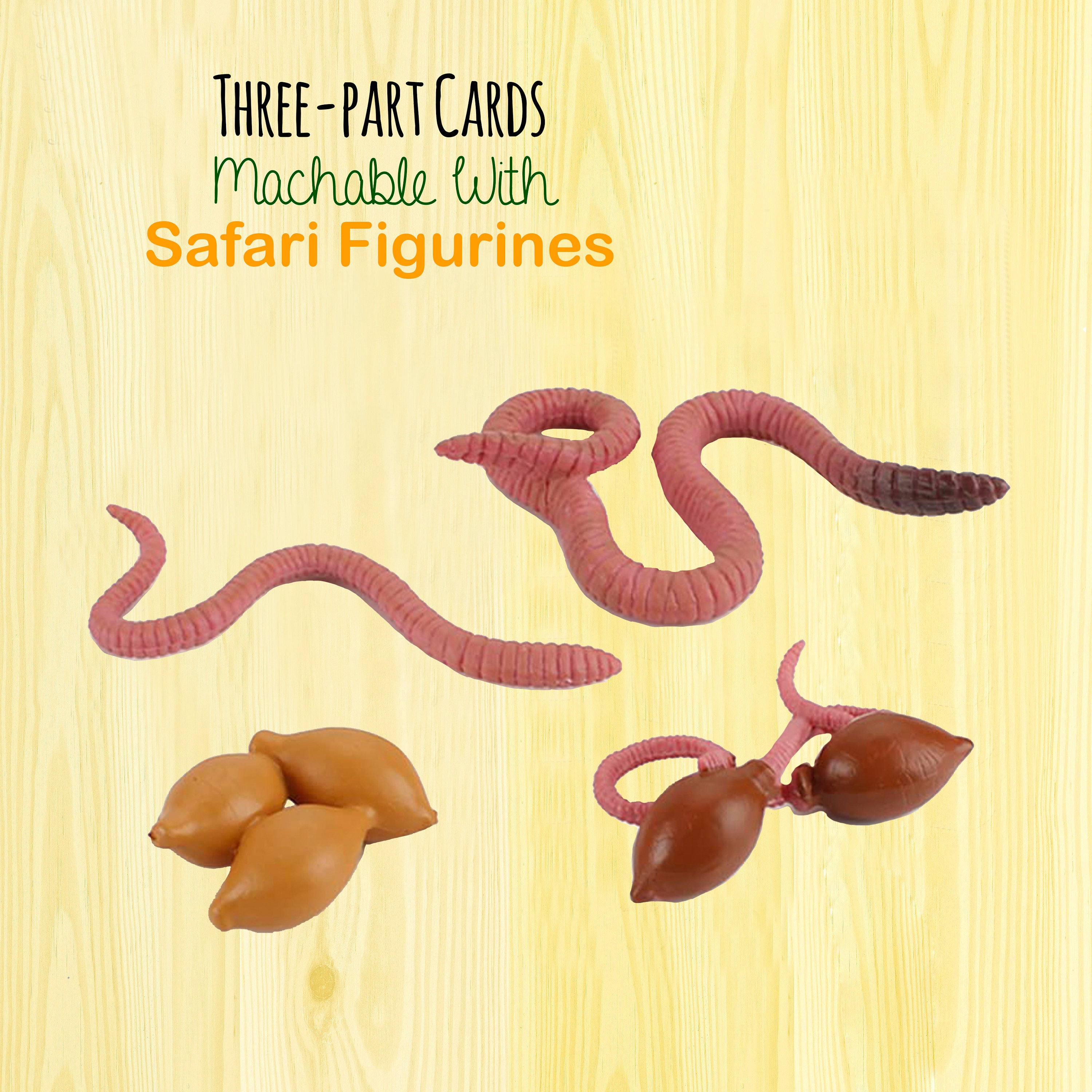 Earthworm Life Cycle - Etsy