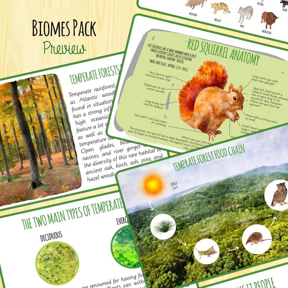 Temperate Forest Biome Animals