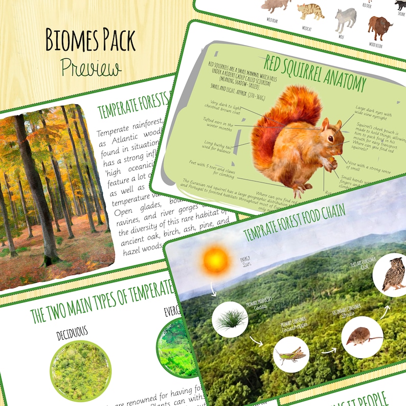 Temperate Forest Biome Pack - Etsy