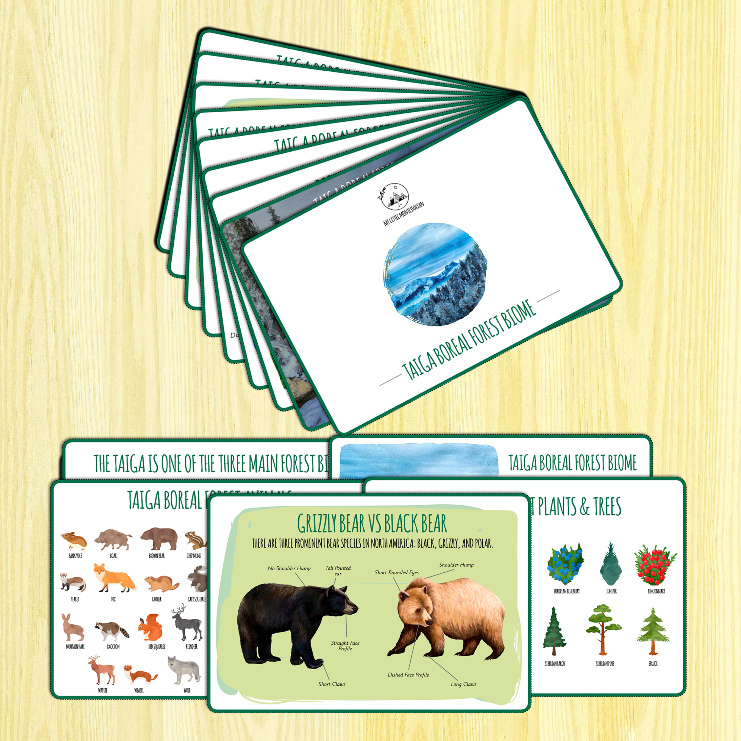 Taiga Biome Animals Bear