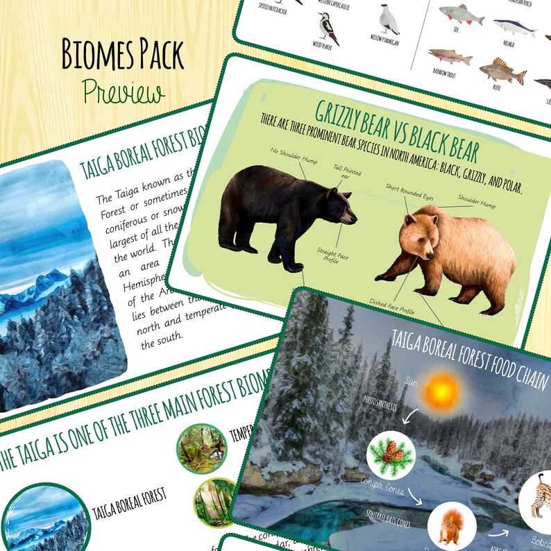 Biomes Bundle - Etsy