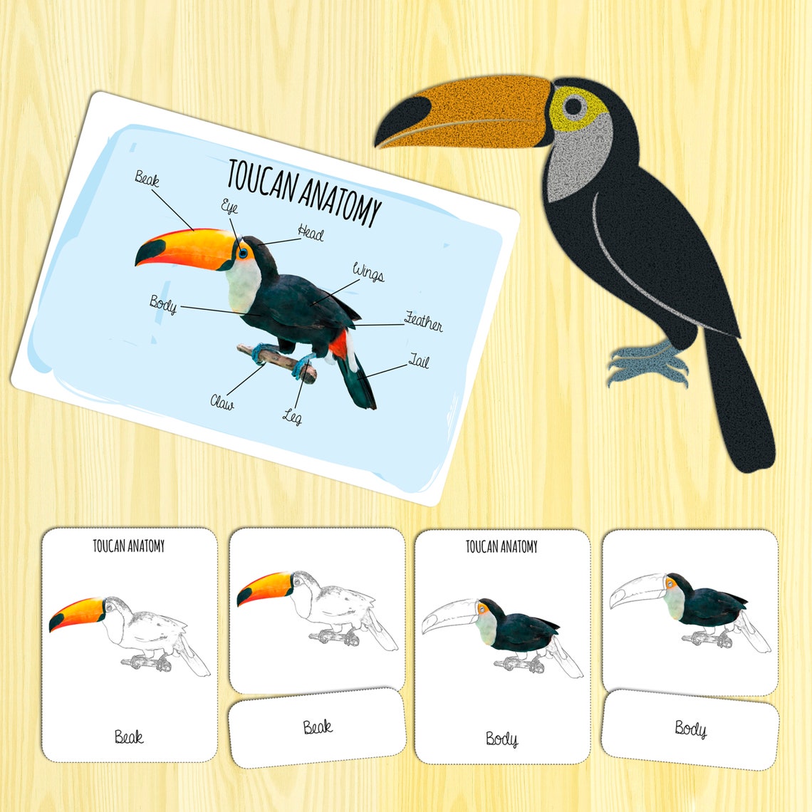 Toucan Anatomy - Etsy