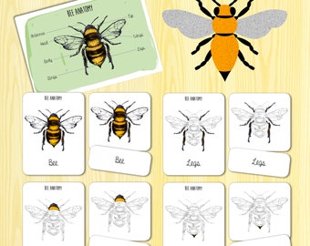 Bee Mini Unit Life Cycle of a Bee Bee Anatomy Bee - Etsy