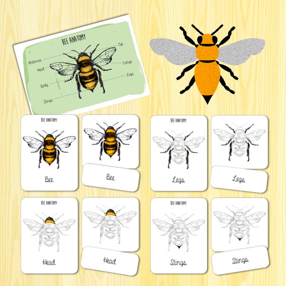 Póster De Anatomía De La Abeja Bee Anatomy Poster Etsy México