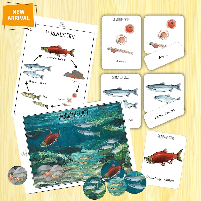 Salmon Life Cycle - Etsy