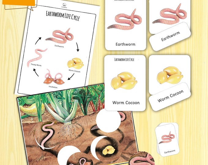 Life Cycle of an Earthworm Learing Pack | Charts, Wheel and Flash Cards ...