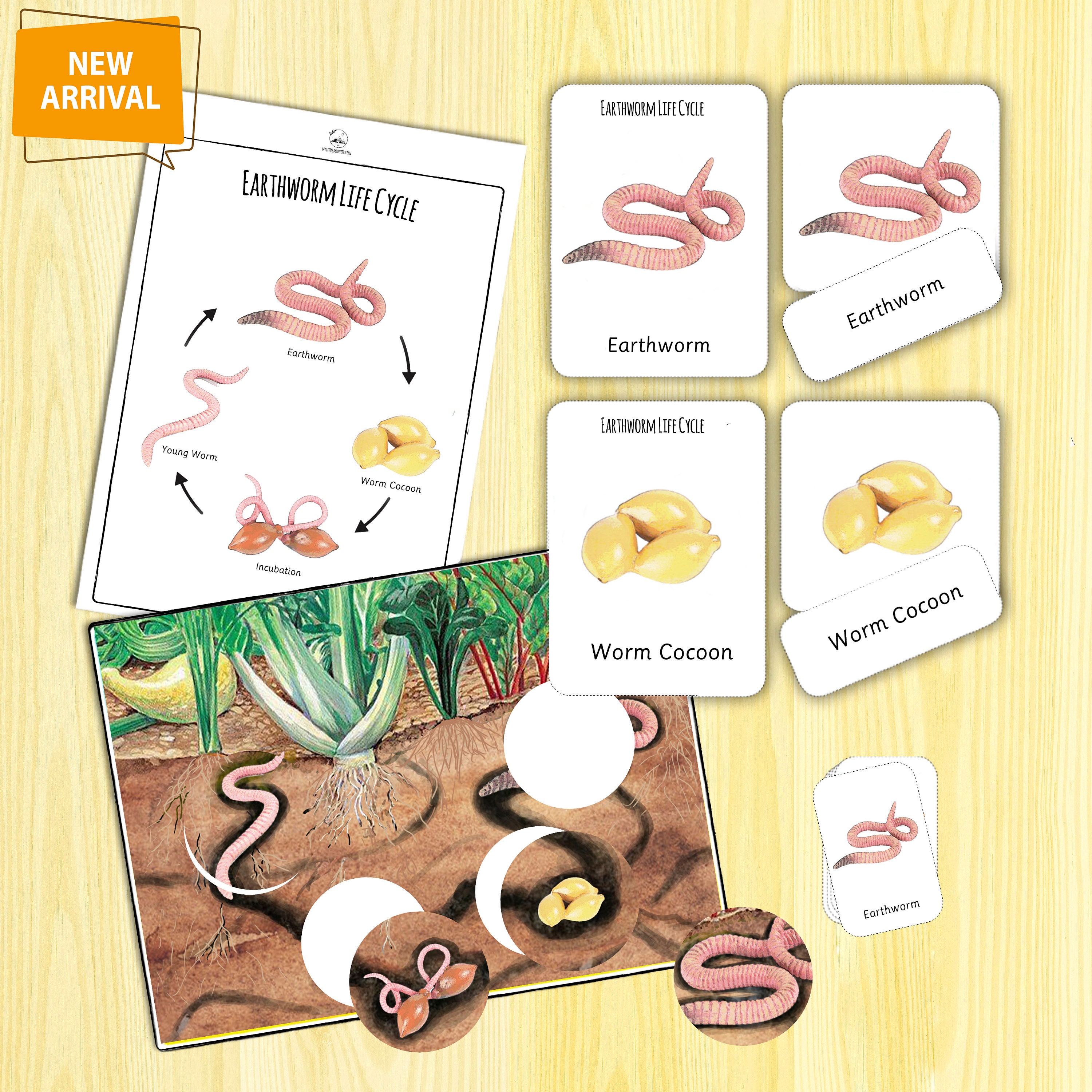 Earthworm Life Cycle - Etsy