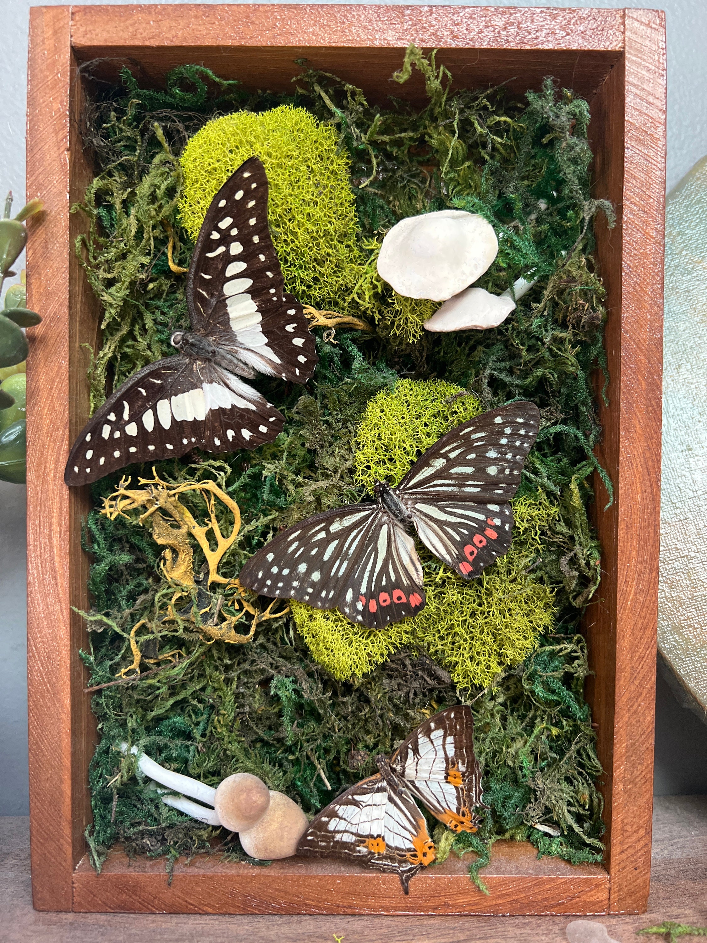 Vintage Butterflies Shadow Box Vintage BUTTERFLY TAXIDERMY DISPLAY,