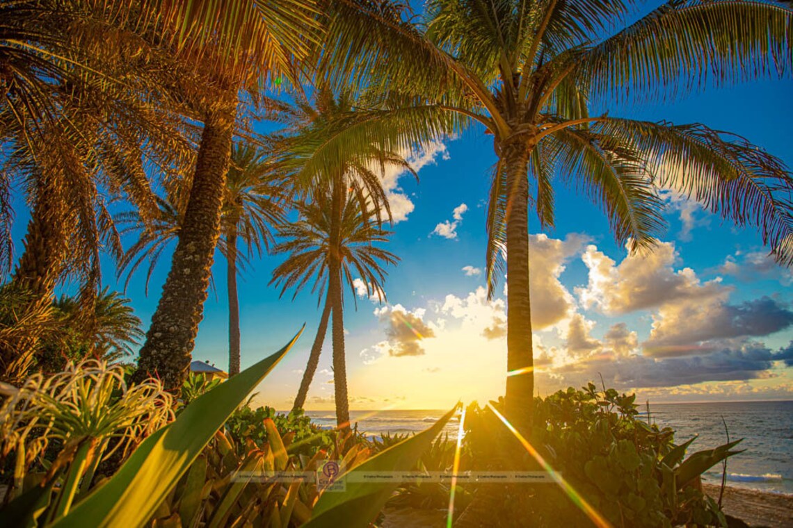 Vibrant Tropical Golden Hour Sunset With Palm Trees on the - Etsy