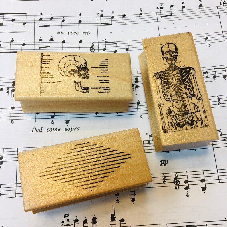 Wooden Rubber Stamps: Human Anatomy, Medical Student Stamp, Skull ...