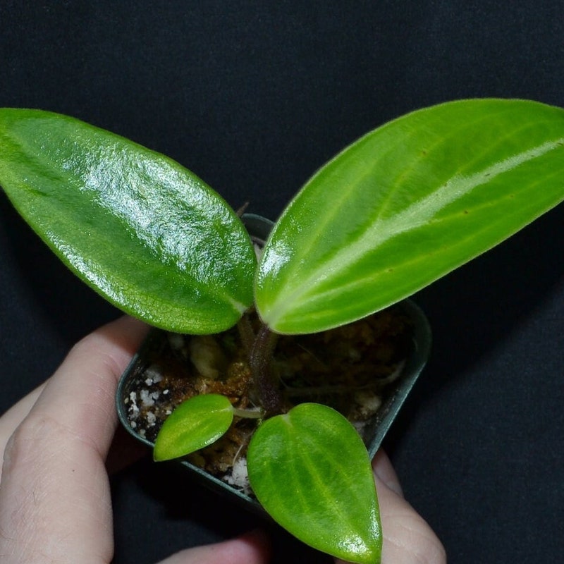 BegoniaRarities - Etsy