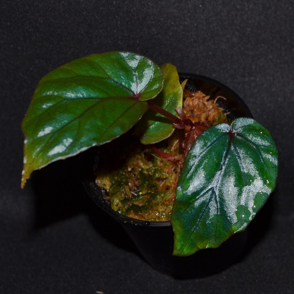 BegoniaRarities - Etsy