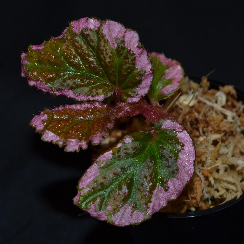 BegoniaRarities - Etsy