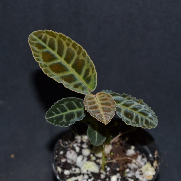 Labisia - Etsy