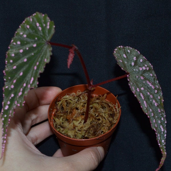 BegoniaRarities - Etsy