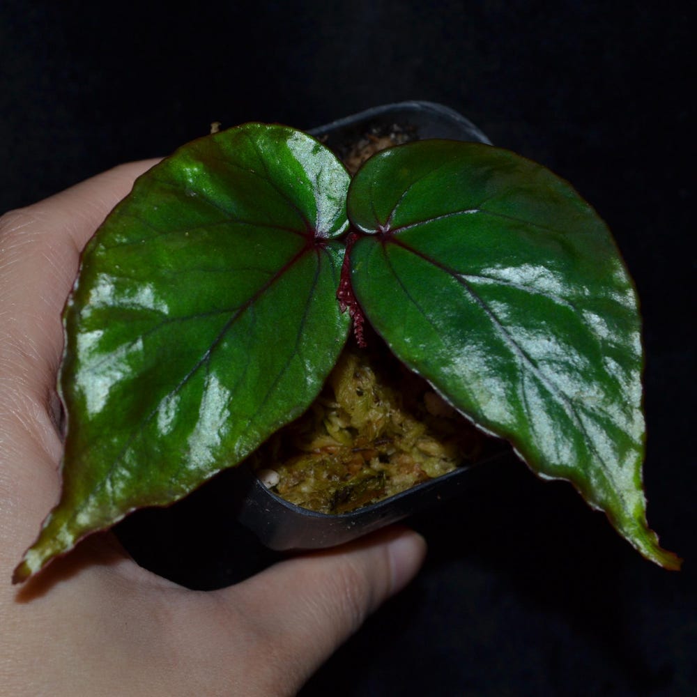 BegoniaRarities - Etsy