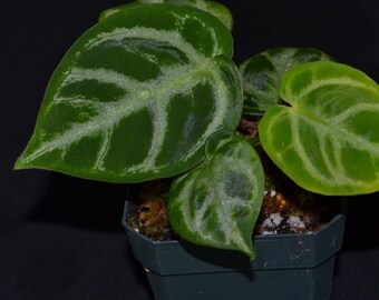 Anthurium RL X FS X Red Crystal Selfed Seedlings Grower's Choice - Etsy