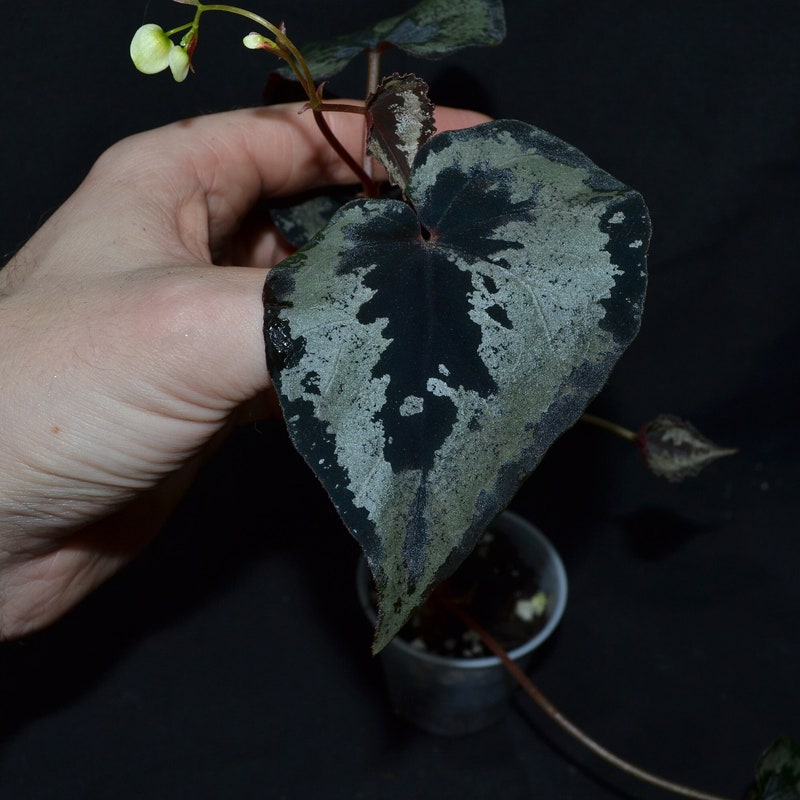 Moonlight Butterfly Begonia - Etsy