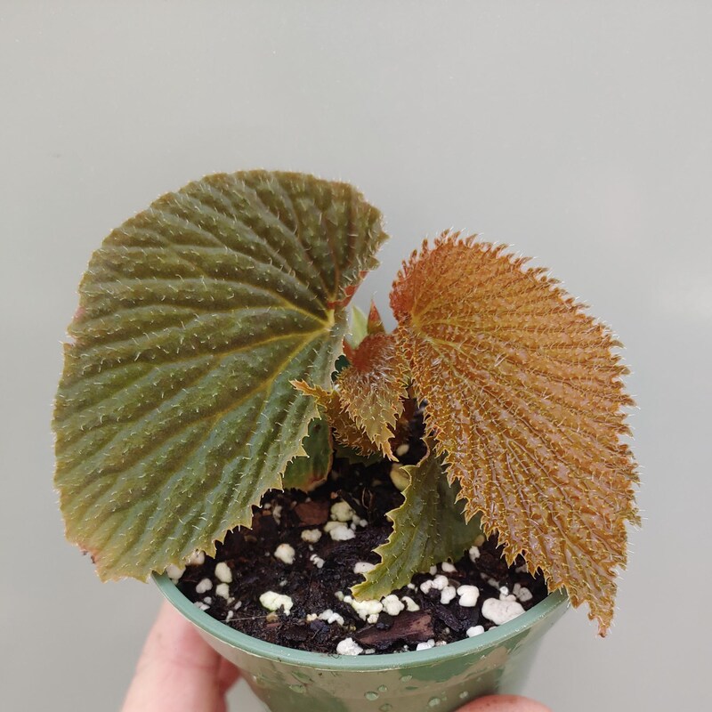 BegoniaRarities - Etsy
